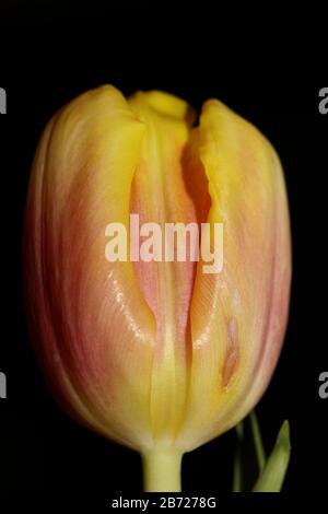 Tulip flower macro background high quality tulipa aximensis family ...