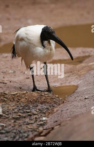 African Sacred Ibis - Heiliger Ibis - Threskiornis aethiopicus, Oman ...
