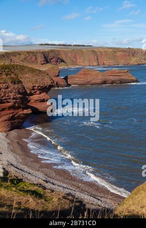The red sandstone cliffs along the Angus Coastal Path near Arbroath ...
