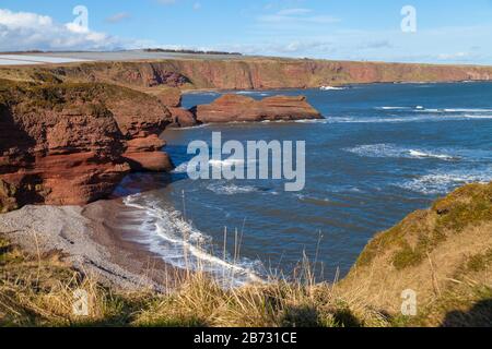 The red sandstone cliffs along the Angus Coastal Path near Arbroath ...