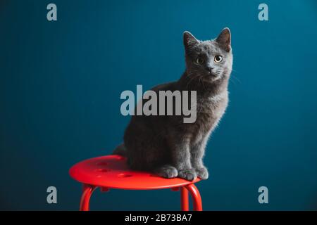 Blue-gray cat - Chartreux breed - posing on a tombstone in cemetery ...