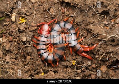 Indian Giant Tiger Centipede, Indian Tiger Centipede (Scolopendra ...