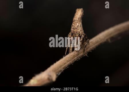 Twig mimic spider, Poltys columnaris, Satara, Maharashtra, India Stock ...