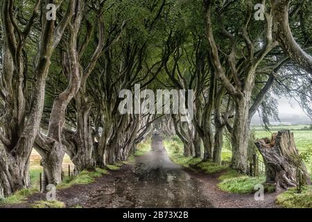 The dark hedges road from the Game of Thrones, in Northern Ireland. It ...