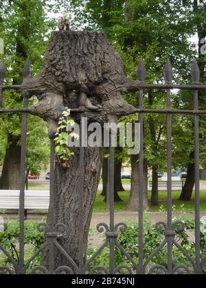 Part of an old metallic fence in a park in autumn Stock Photo - Alamy