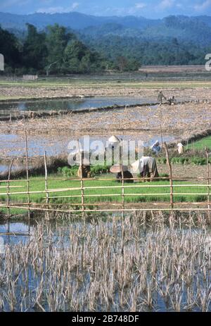 field workers traditional conical straw hat at the wonosari tea ...