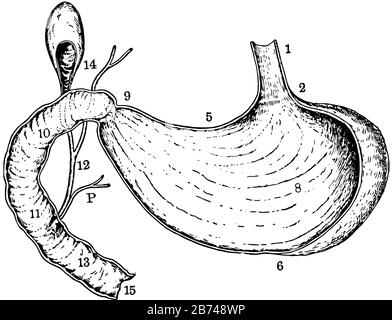 This illustration represents Stomach, vintage line drawing or engraving ...
