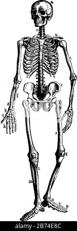 This illustration represents Cartilage Tissue, vintage line drawing or ...