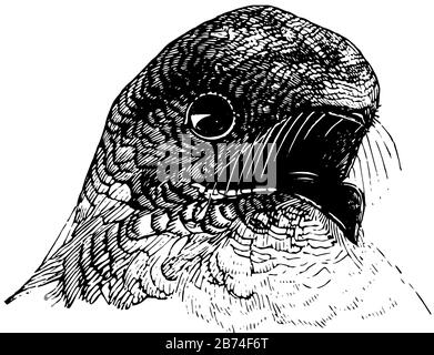 Goat illustration, drawing, engraving, line art, realistic Stock Vector Image & Art - Alamy