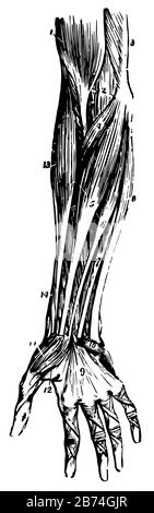 This illustration represents Muscles of the Forearm, vintage line ...