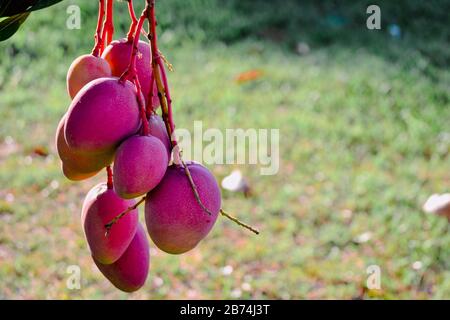 Yellow and red mangoes on pink background. Overhead shot. Exotic fruits ...