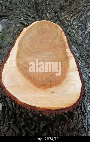 Cross section of a recently cut conifer tree branch with annual growth ...