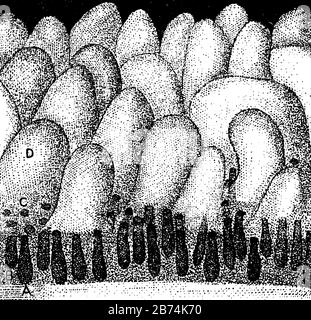 This illustration represents Small Intestine Villi, vintage line ...