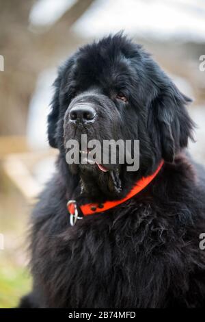 Black Newfoundland giant size dog close-up outside Stock Photo - Alamy