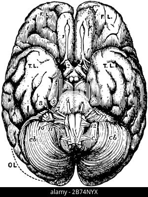 Base of the brain, vintage engraved illustration. Usual Medicine ...