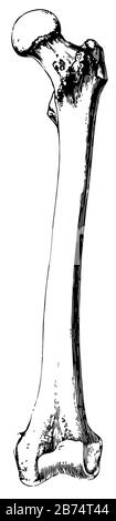Skeleton femur thigh bone Human front Anterior ventral view with partly ...