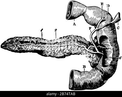 This illustration represents Pancreas, vintage line drawing or ...