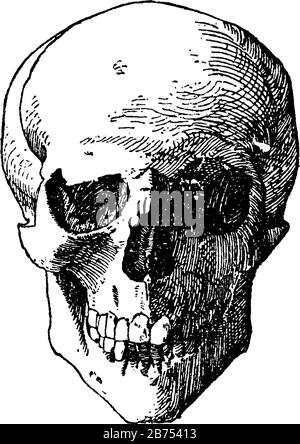 black and white illustration of human skull bones anatomy diagram Stock ...