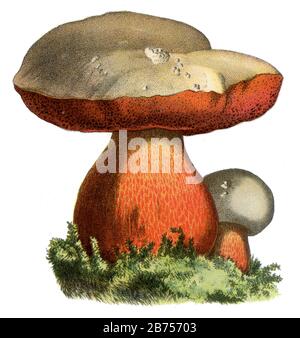 Satan's bolete or the Devil's bolete Rubroboletus satanas Syn. Boletus ...