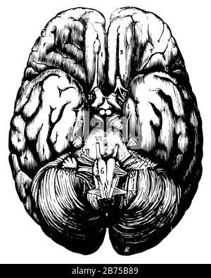 Vintage engraving drawing human brain in front of view. Organized vs ...