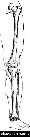 This illustration represents Leg Bones, vintage line drawing or ...