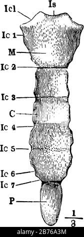 This illustration represents Sternum, vintage line drawing or engraving ...