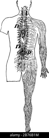 This illustration represents The Sympathetic Nervous System, vintage ...