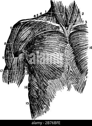 This illustration represents Trunk Muscles, vintage line drawing or ...
