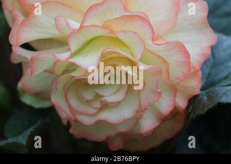 Begonia ‘Fred Martin’ was named after the late President of the British ...