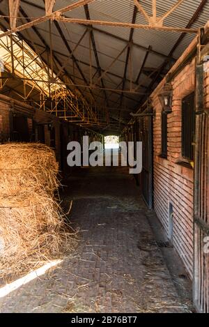 Rolls of hay in a field with horses in summer Stock Photo - Alamy