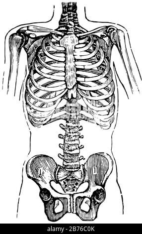 This illustration represents Chest, vintage line drawing or engraving ...
