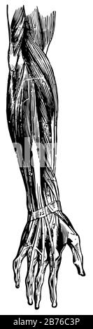 This illustration represents Muscles of the Forearm, vintage line ...