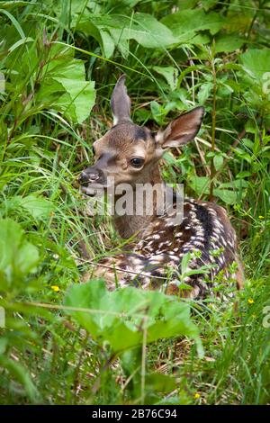 White deer at the green lawn Stock Photo - Alamy
