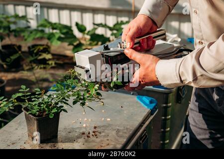 Scientist is measuring plant photosynthesis of young poplar tree using ...