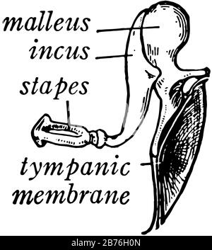 Human ear, vintage engraving drawing style vector illustration Stock ...