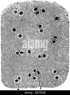 This illustration represents Cartilage, vintage line drawing or ...