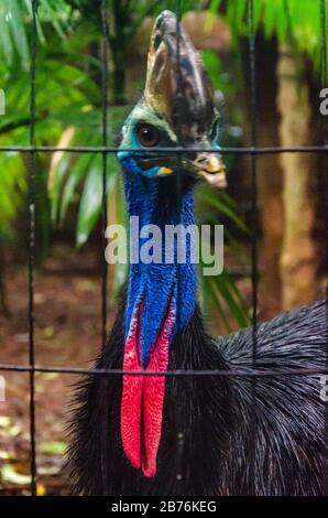 Southern Cassowary, Casuarius casuarius, Northern Australian ...