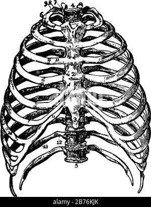 This illustration represents Thorax, vintage line drawing or engraving ...