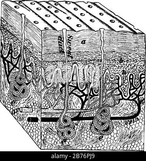 Illustration of Skin Section Stock Photo - Alamy