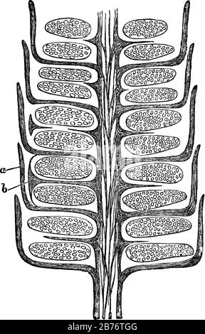 Calamite prehistoric plant, illustration. Calamites were related to ...
