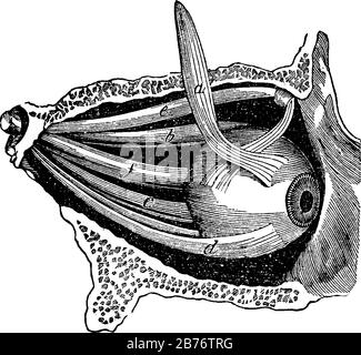 Superior oblique - Human eye muscle diagram illustrating intorsion ...