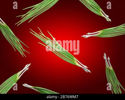 Leek, computer illustration Stock Photo - Alamy