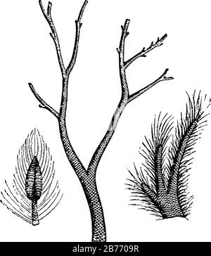 Extinct tree-like plant of the genus Calamites, of Carboniferous times ...