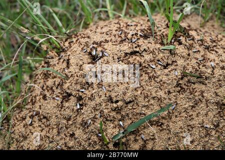Fire ants swarming Stock Photo - Alamy