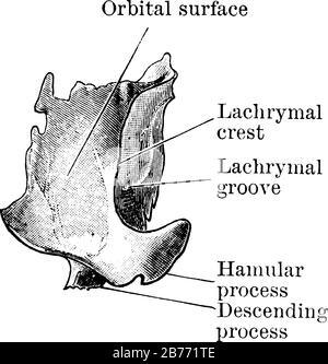 Lachrymal Apparatus is responsible for the production and drainage of ...
