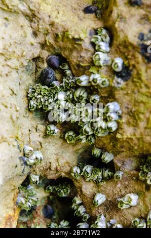 A Close-up of black mussels with barnacles attached, submerged in water ...