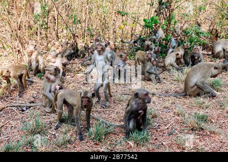 Lots of monkeys panicked stampede Jumping and movement in the forest ...