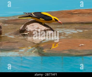 A Golden Oriole drinking water from the swimming pool of a resort in ...