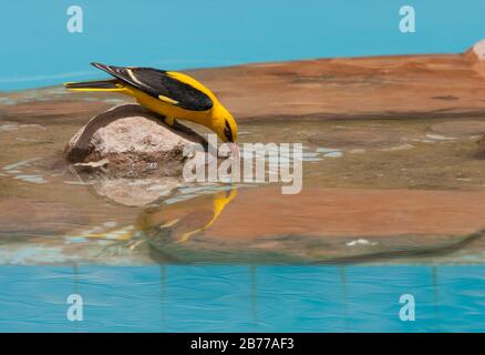 A Golden Oriole drinking water from the swimming pool of a resort in ...