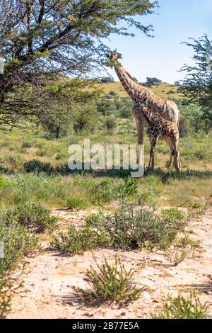 cute Giraffe with calf in Kalahari, green desert after rain season ...